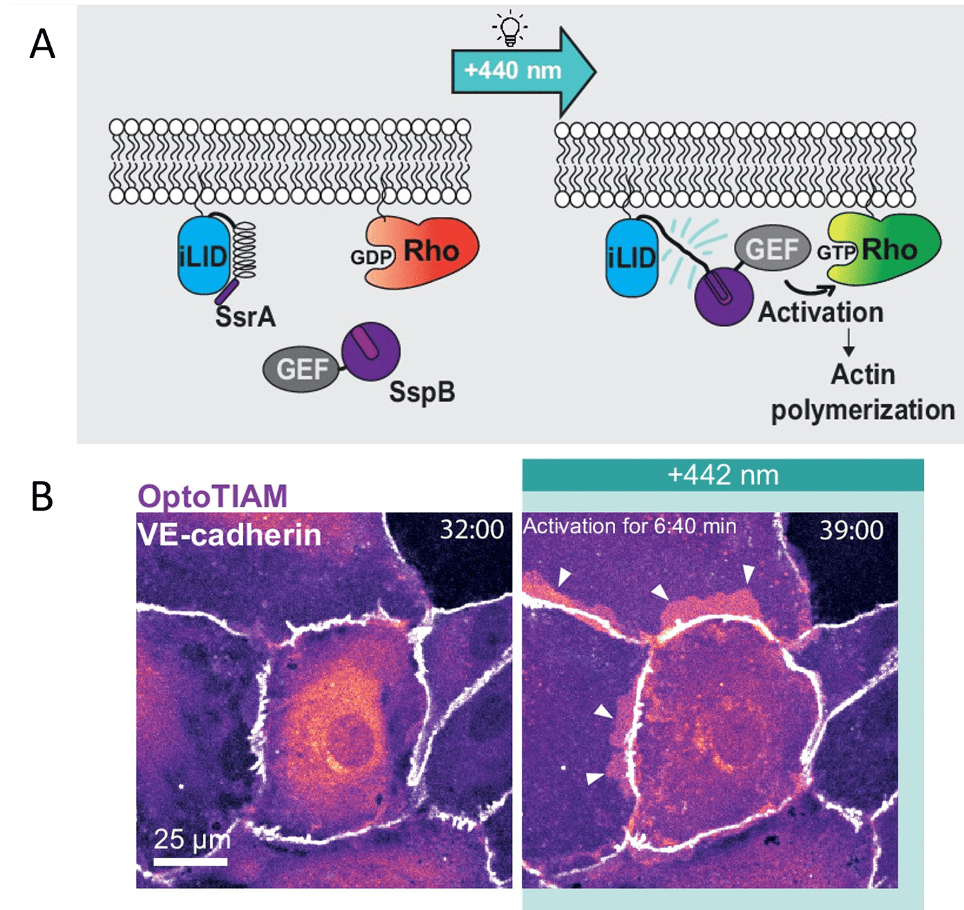 New Optogenetic Tools For Cytoskeleton And Membrane Control